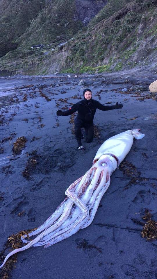 'It was definitely a first': Wellington divers discover giant squid on ...