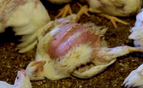 Footage of dead, deformed chickens inside one of Tegel's farms