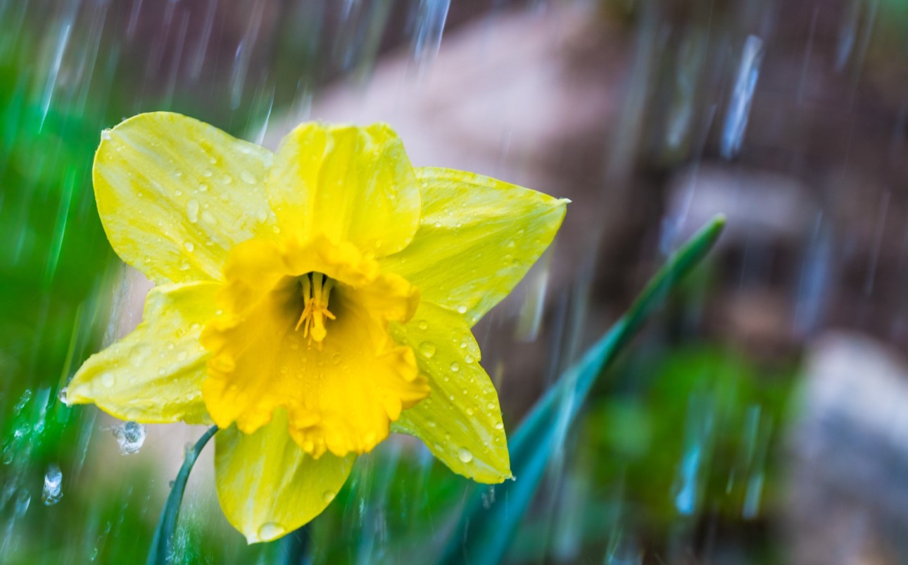 Flipboard: Your weather: Spring showers, but at least it's drier than ...
