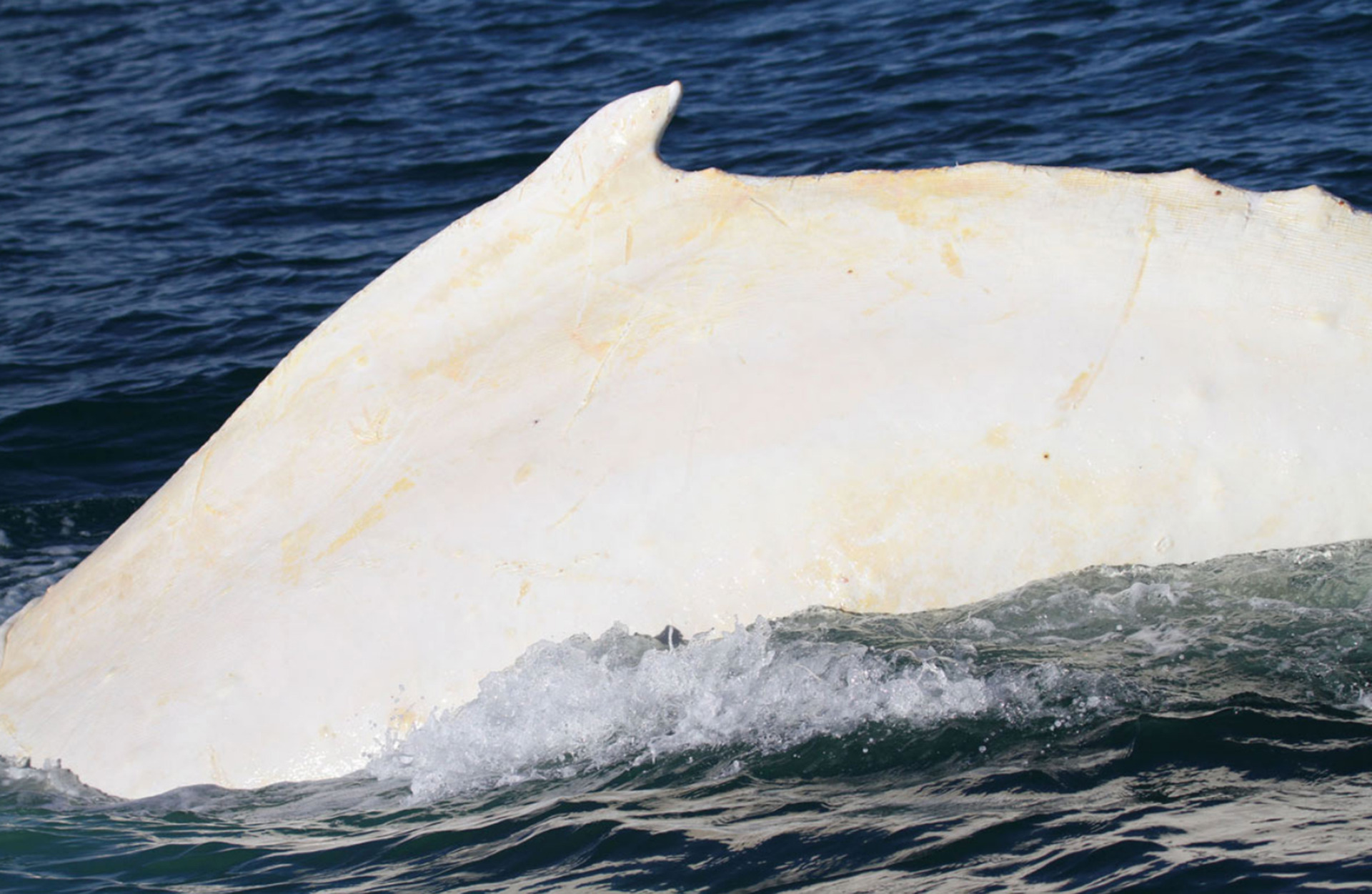 White humpback whale sighted off NZ coast