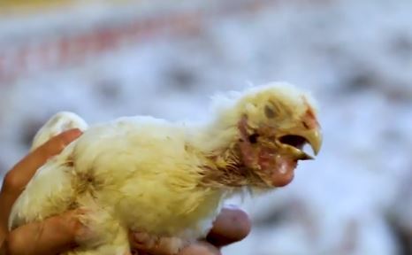 Footage of dead, deformed chickens inside one of Tegel's farms