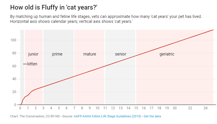How old is my pet in dog years or cat years? A veterinarian explains