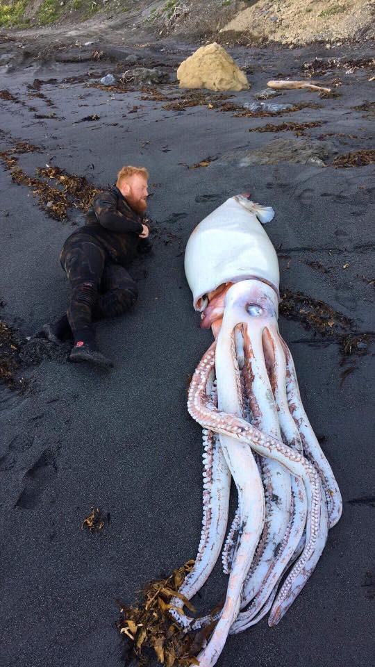 'It was definitely a first': Wellington divers discover giant squid on ...
